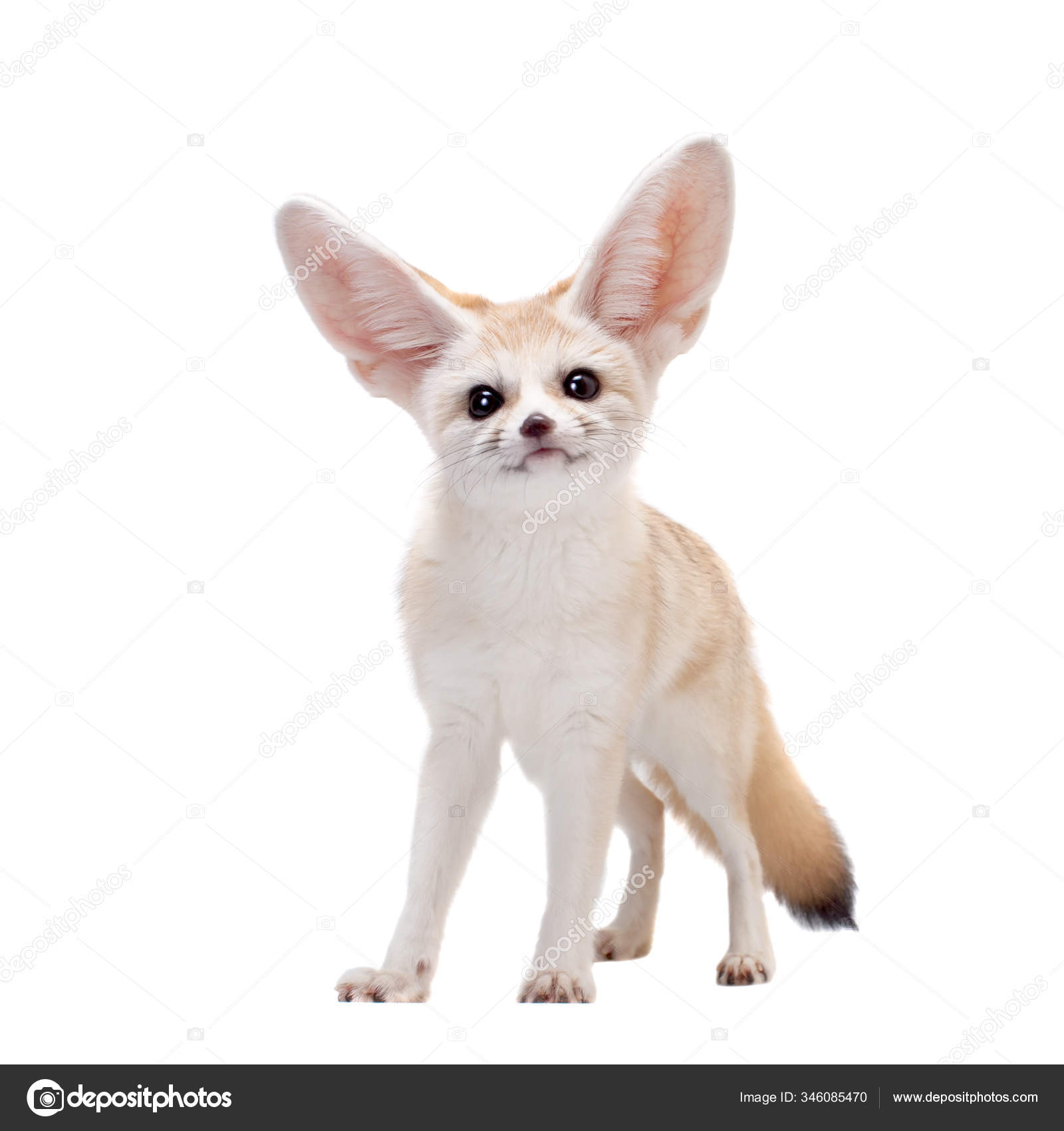 Zorro Fennec Blanco Adulto Páginas De Coloreo Animal. El Zorro: