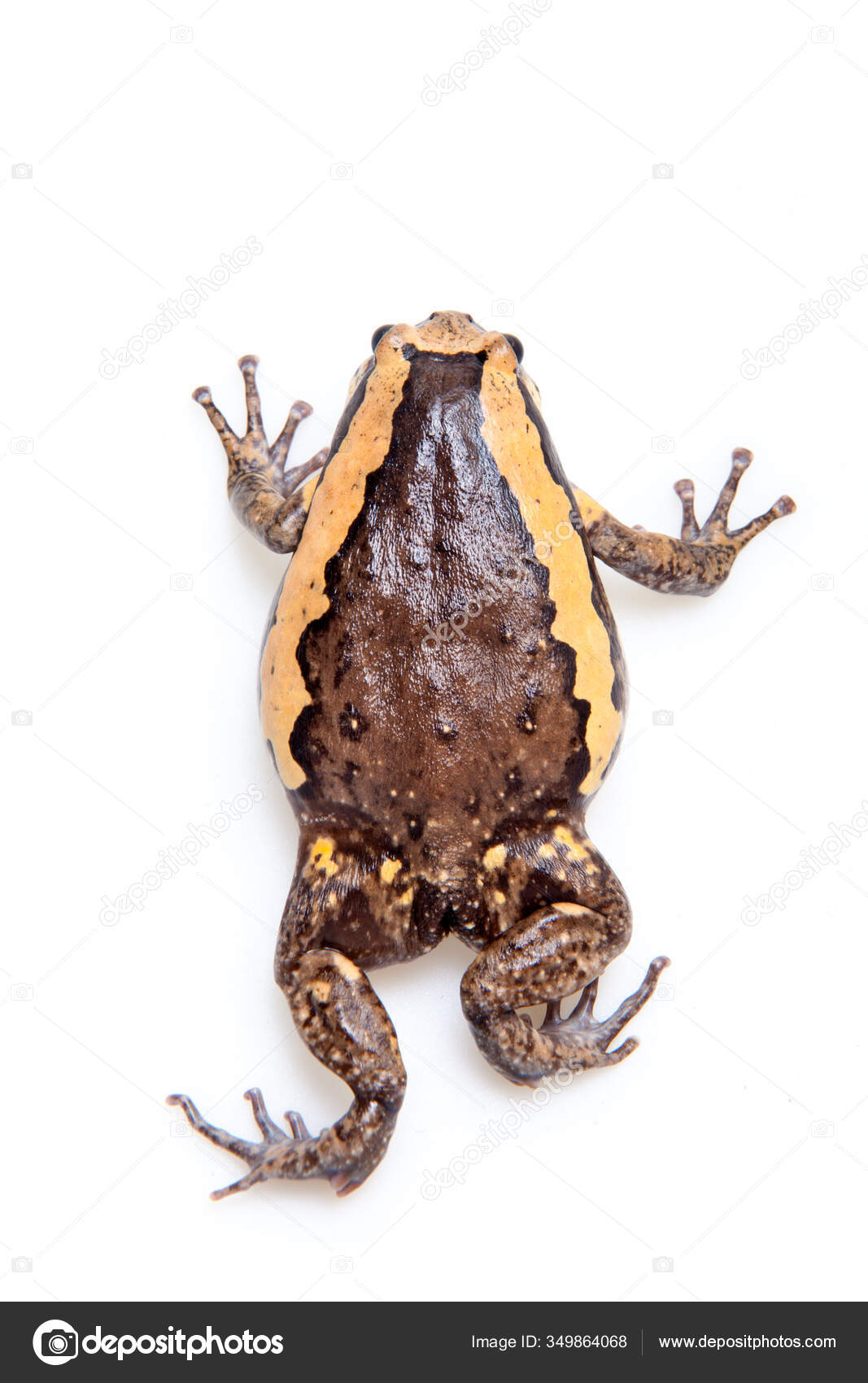 The banded bullfrog isolated on white background — Stock Photo ...
