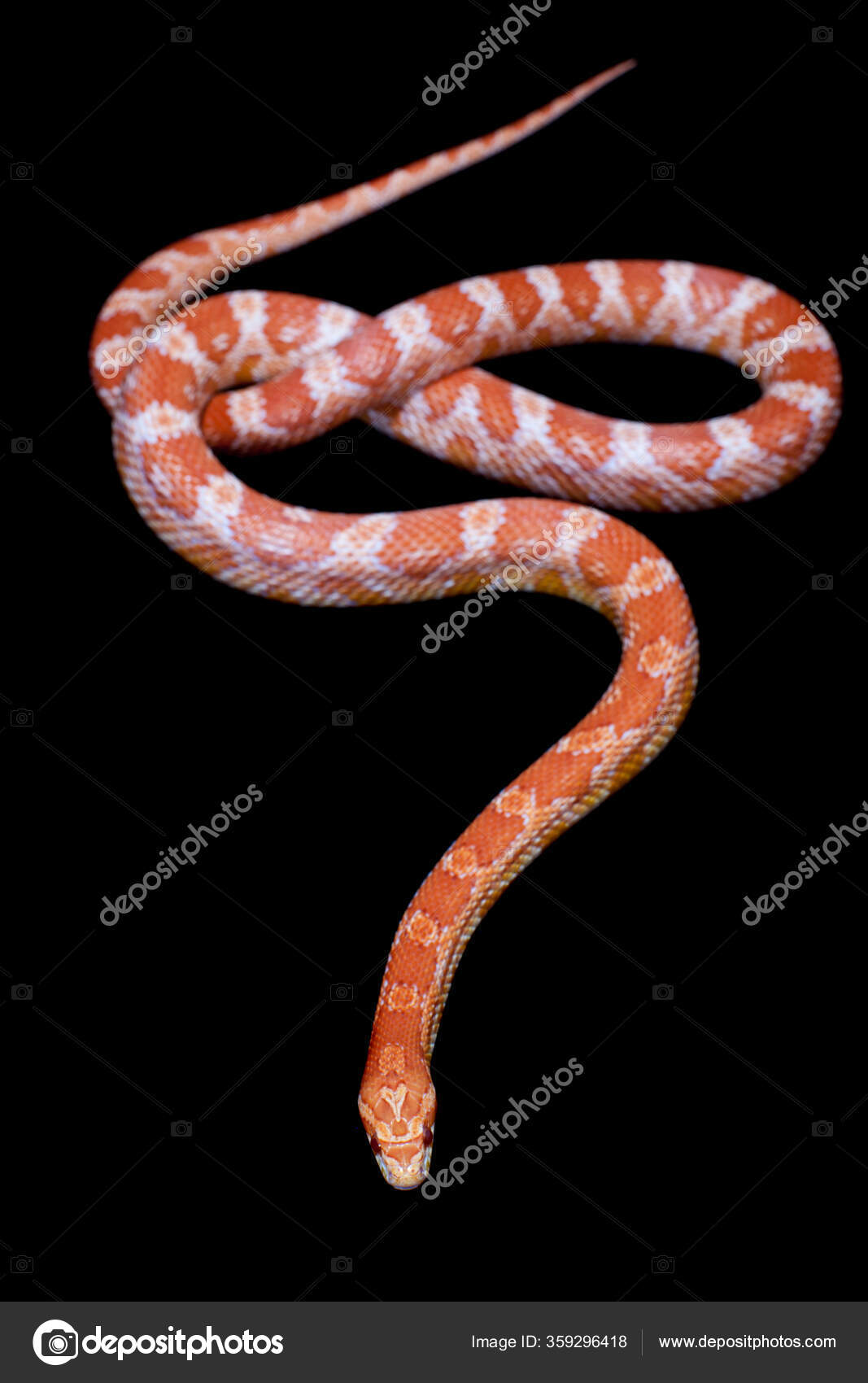 Corn Snake Pink