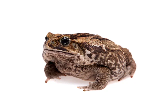 Poop toad Stock Photos, Royalty Free Poop toad Images | Depositphotos
