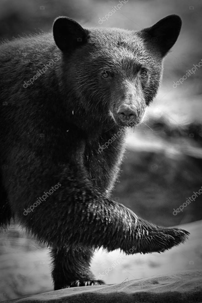 Oso Negro Salvaje (Ursus americanus) pescando en un río y a lo largo de ...