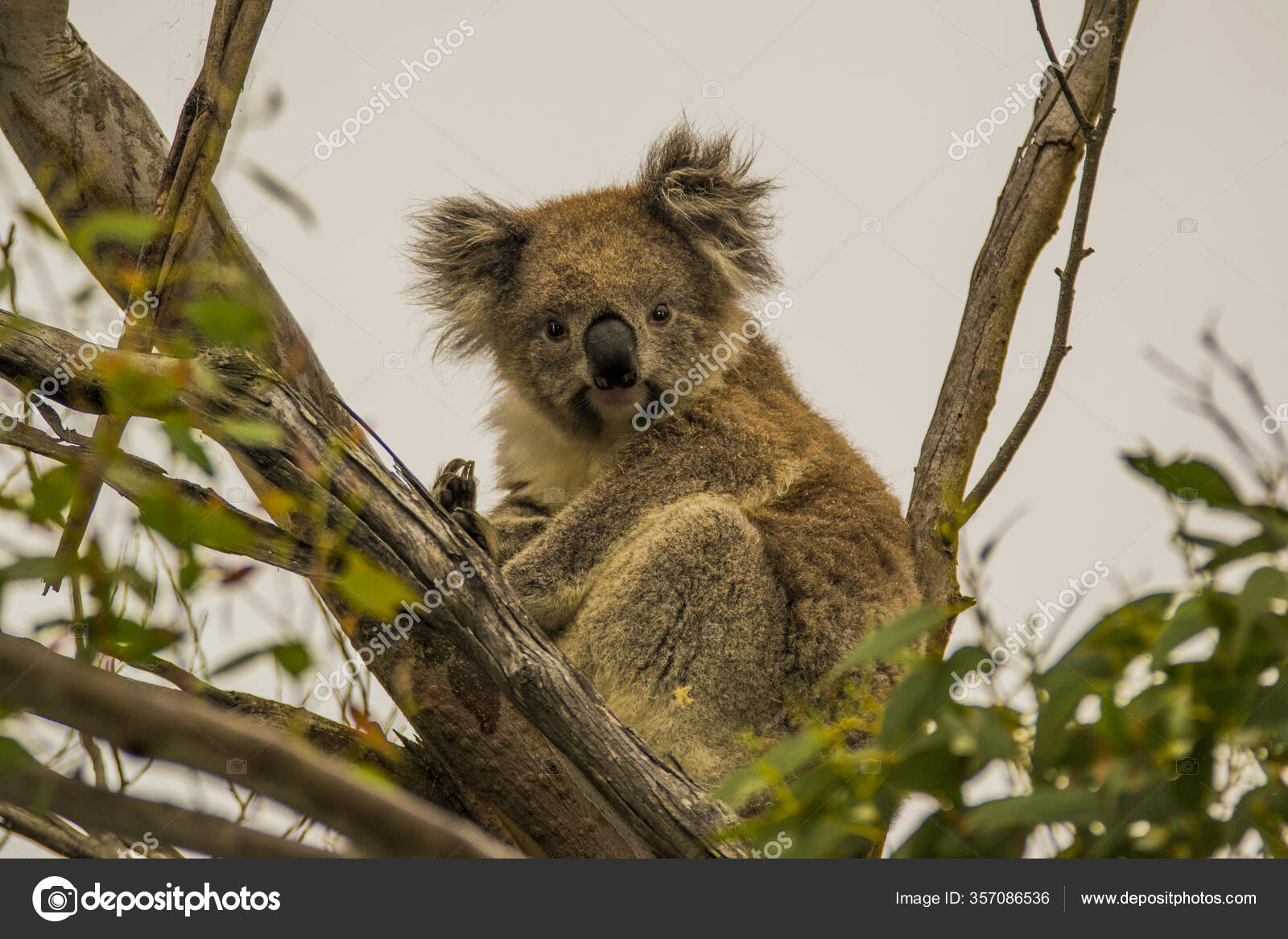 Great Ocean Road Australia Victoria March 2016 Koala Phascolarctos ...