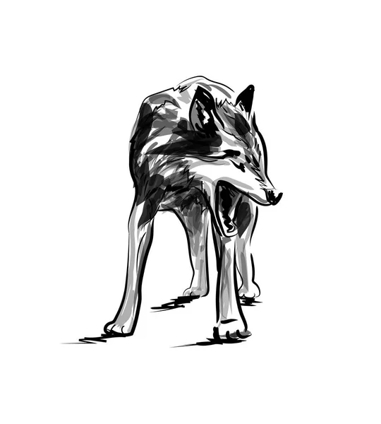 Farkas rajzok Stock vektorok, Farkas rajzok Jogdíjmentes illusztrációk ...