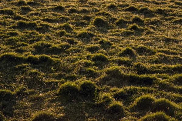 Bumpy grass ⬇ Stock Photo, Image by © jccdalmeida #6550438