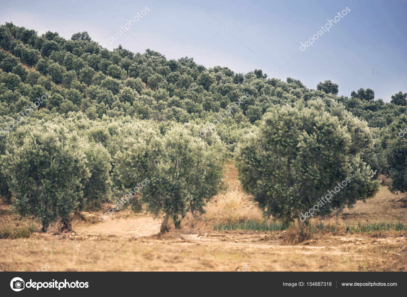 Olive trees field. Stock Photo by ©casarda 154887318