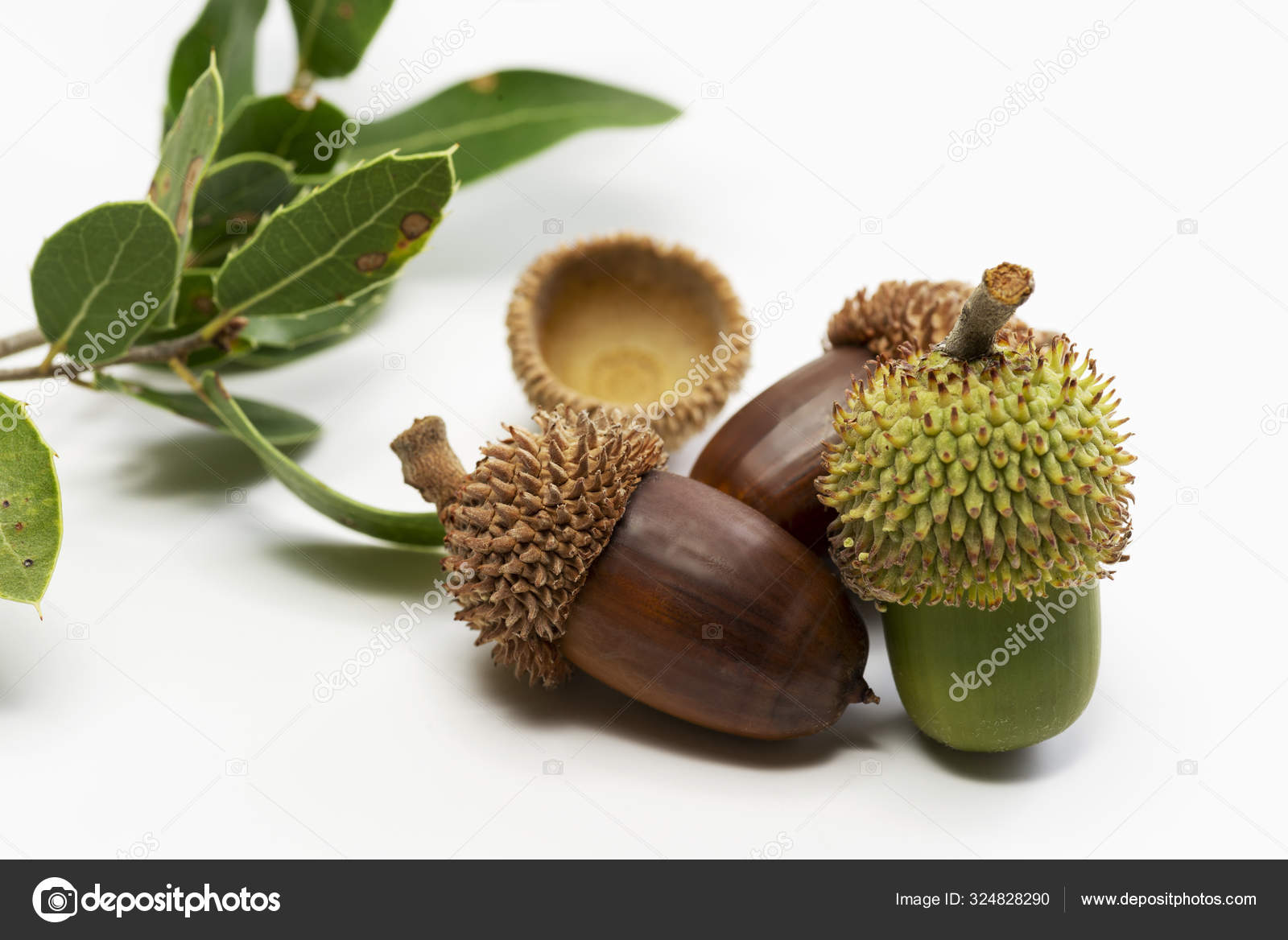 Close up shot two dry and one green acorns on a white background Stock ...