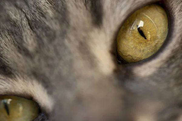 Cat Eye Close Up Microscope