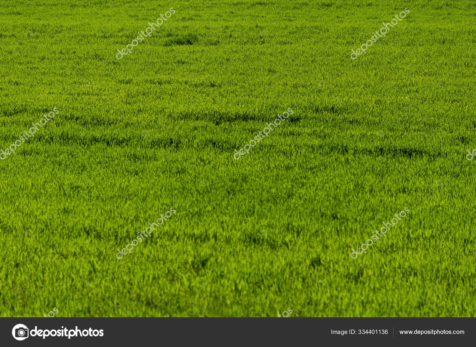 Green Crops field grass texture background. — Stock Photo © casarda ...