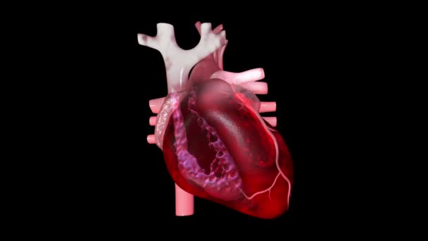 Video Shows Human Heart Pumps Blood — Stock Video © Madigraphics #344692960
