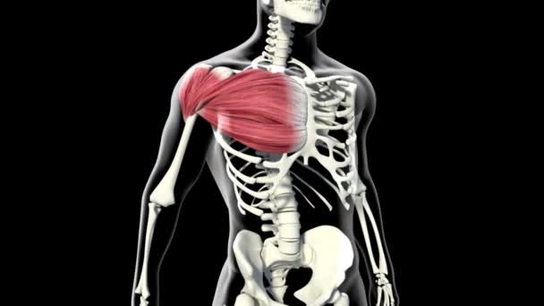 Vidéos pour Pectoral muscle anatomy, Pectoral muscle anatomy clips ...