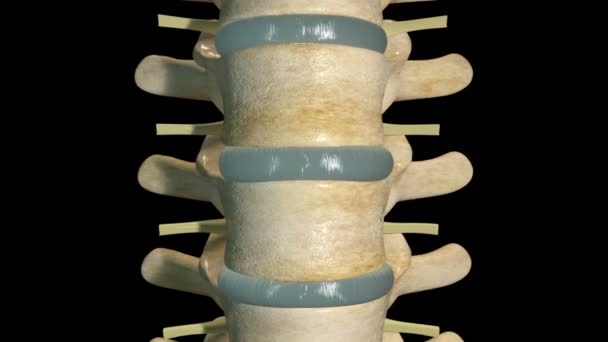 Este Video Muestra Una Visión General Mecánica Discos Intervertebrales ...