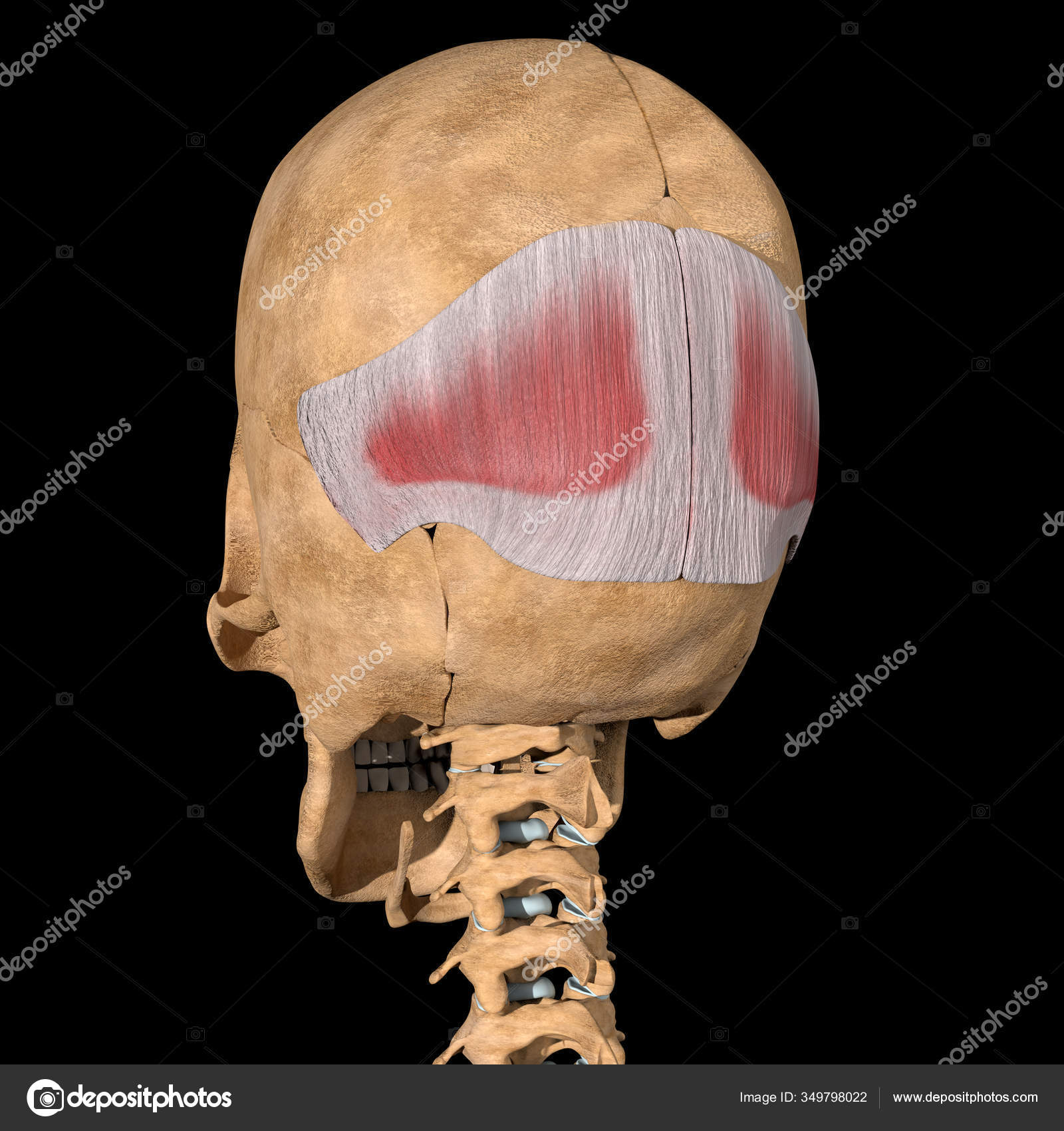 Esta Una Ilustración Del Músculo Occipital Esqueleto: fotografía de ...