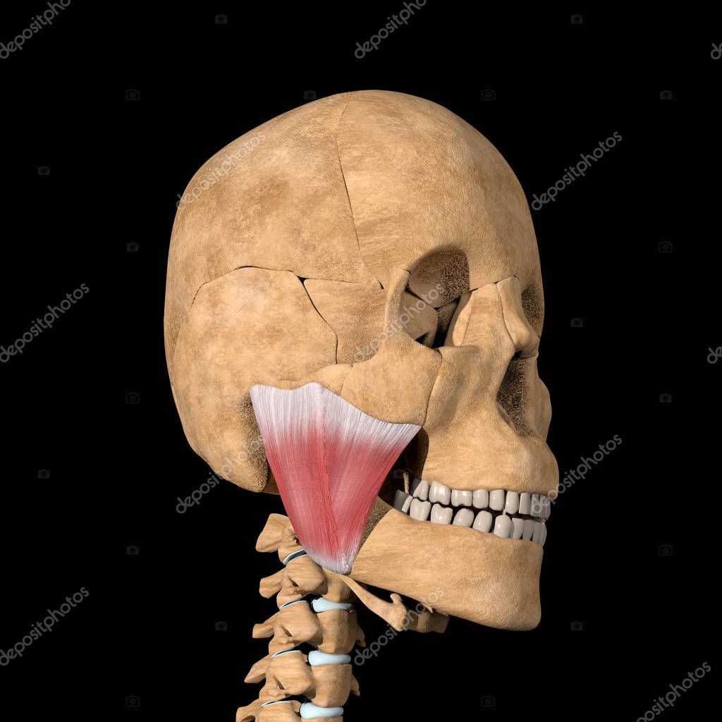 Esta es una ilustración en 3D de los músculos maseteros 2025