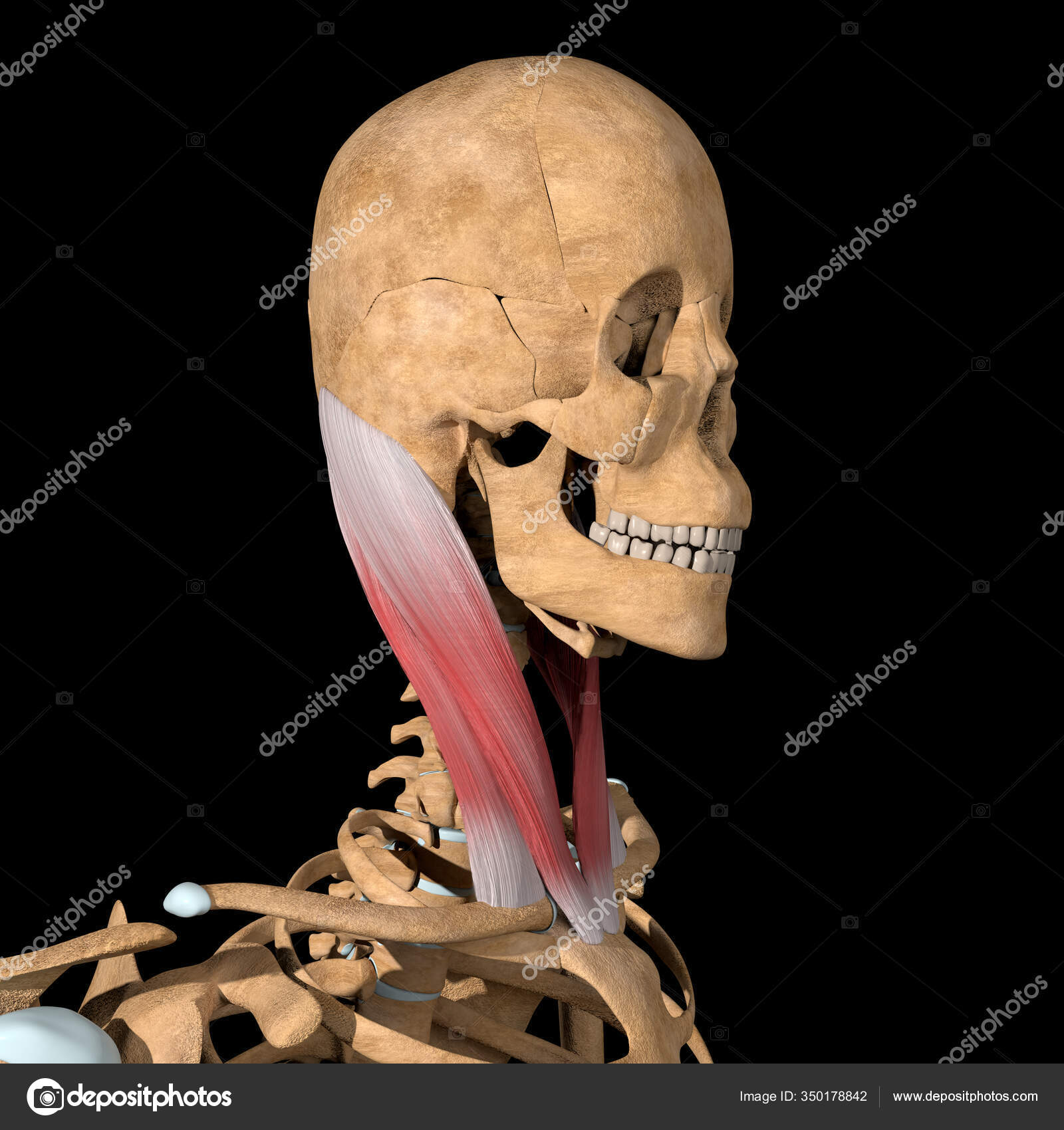 Sternocleidomastoid Muscles