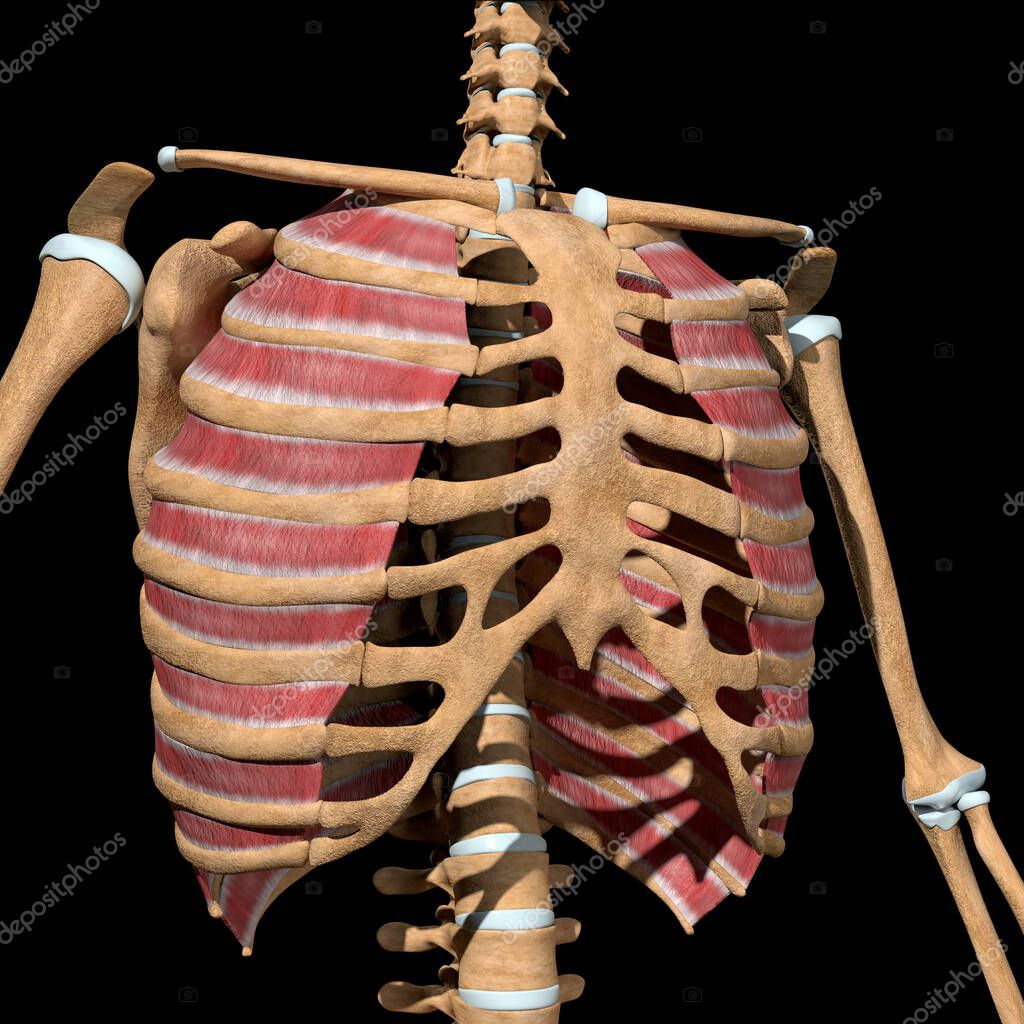 Esta ilustraci n 3D muestra los m sculos intercostales externos en el ...