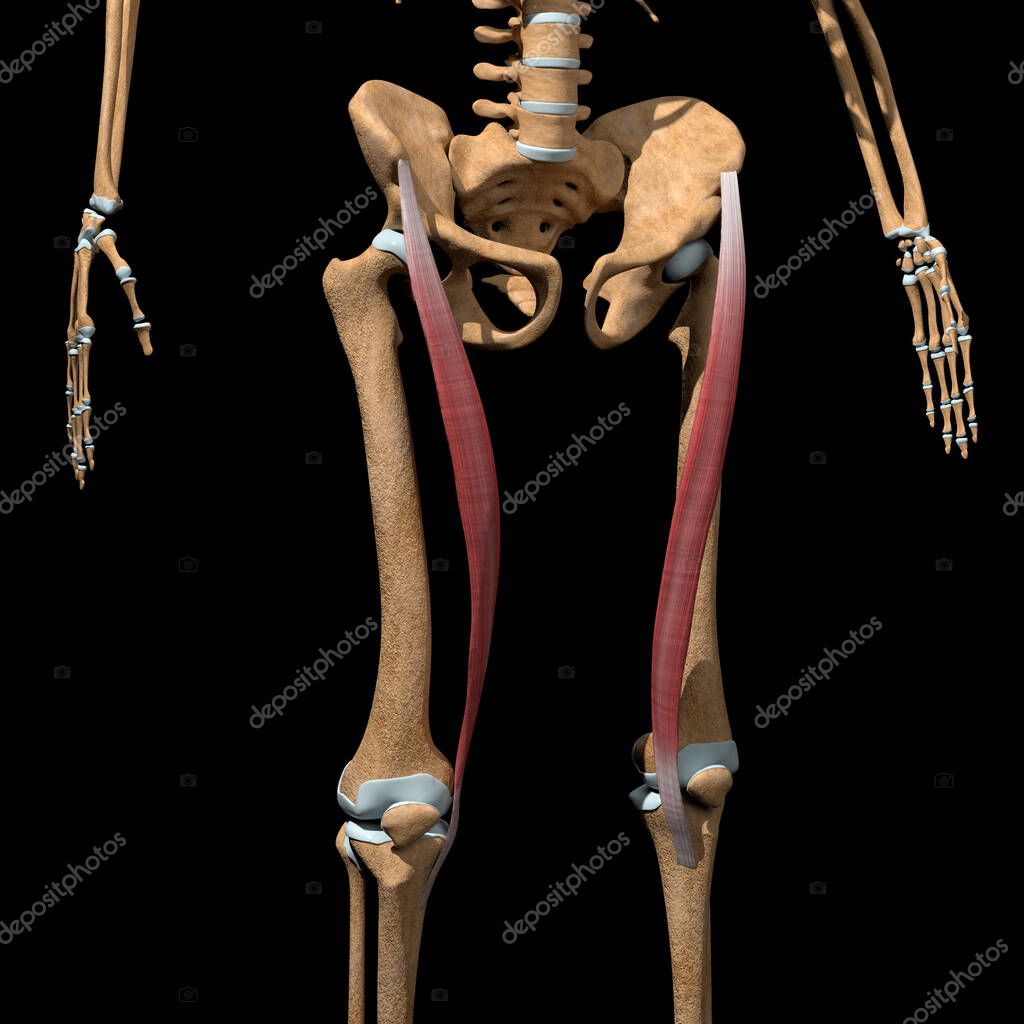 Esta ilustración en 3D muestra los músculos del sartorio en el ...