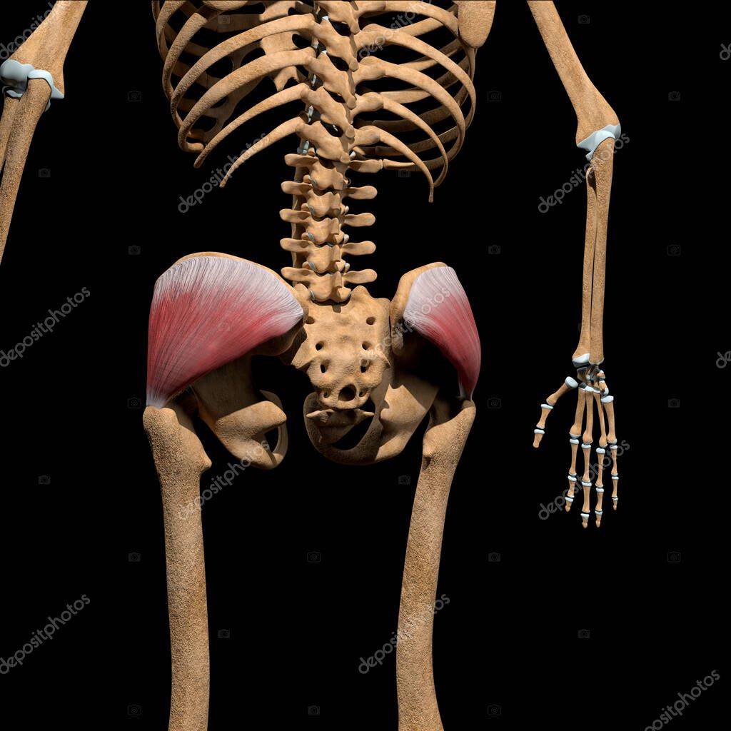 Esta ilustración en 3D muestra los músculos del glúteo medio en el ...