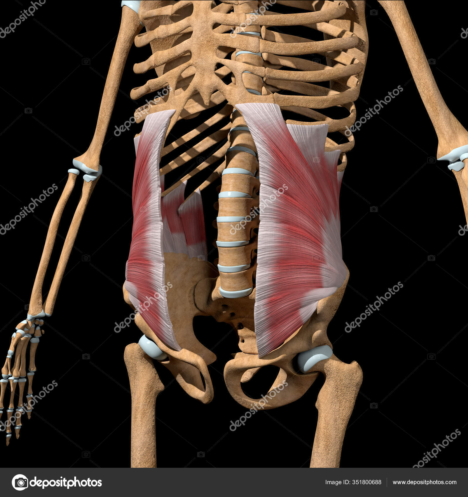 Illustration Shows Abdominal External Oblique Muscles Xray, 41% OFF