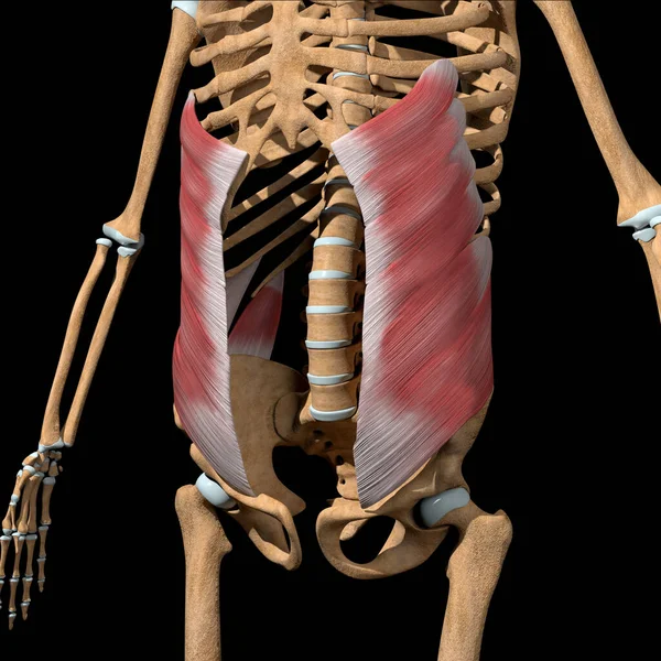 Esta ilustración 3D muestra los músculos oblicuos externos abdominales ...