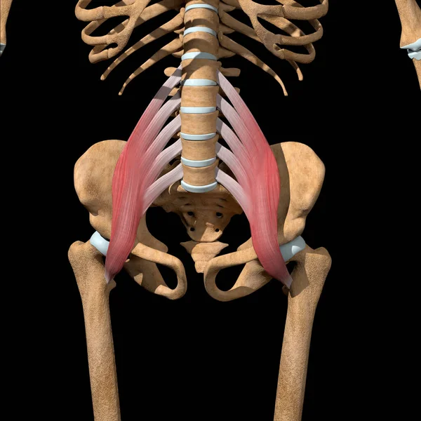 Esta ilustración en 3D muestra los músculos mayores del psoas en el ...