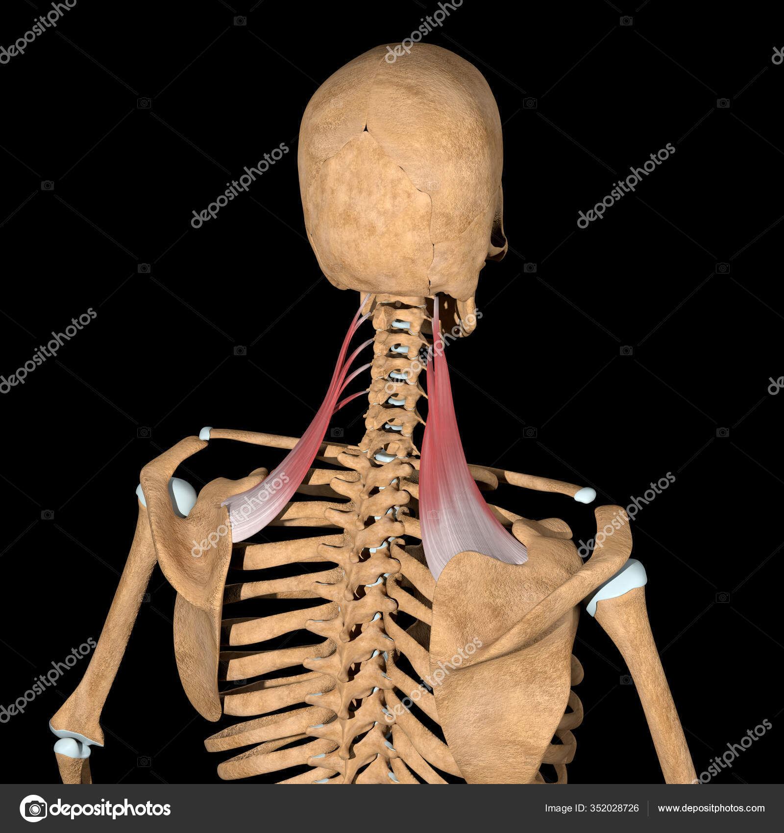 Esta Ilustración Muestra Los Músculos Escápula Del Elevador Esqueleto ...