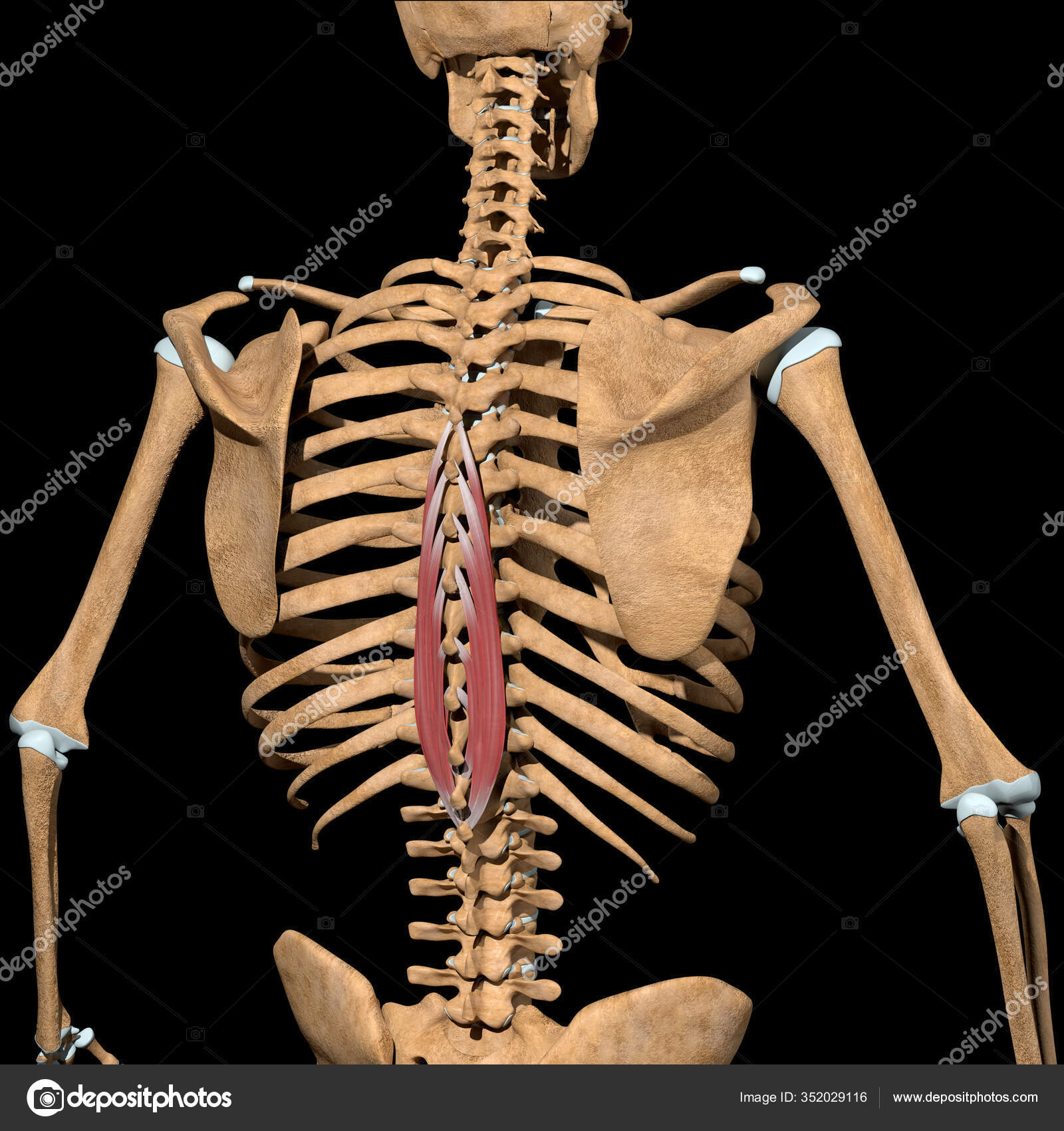 Semispinalis Thoracis