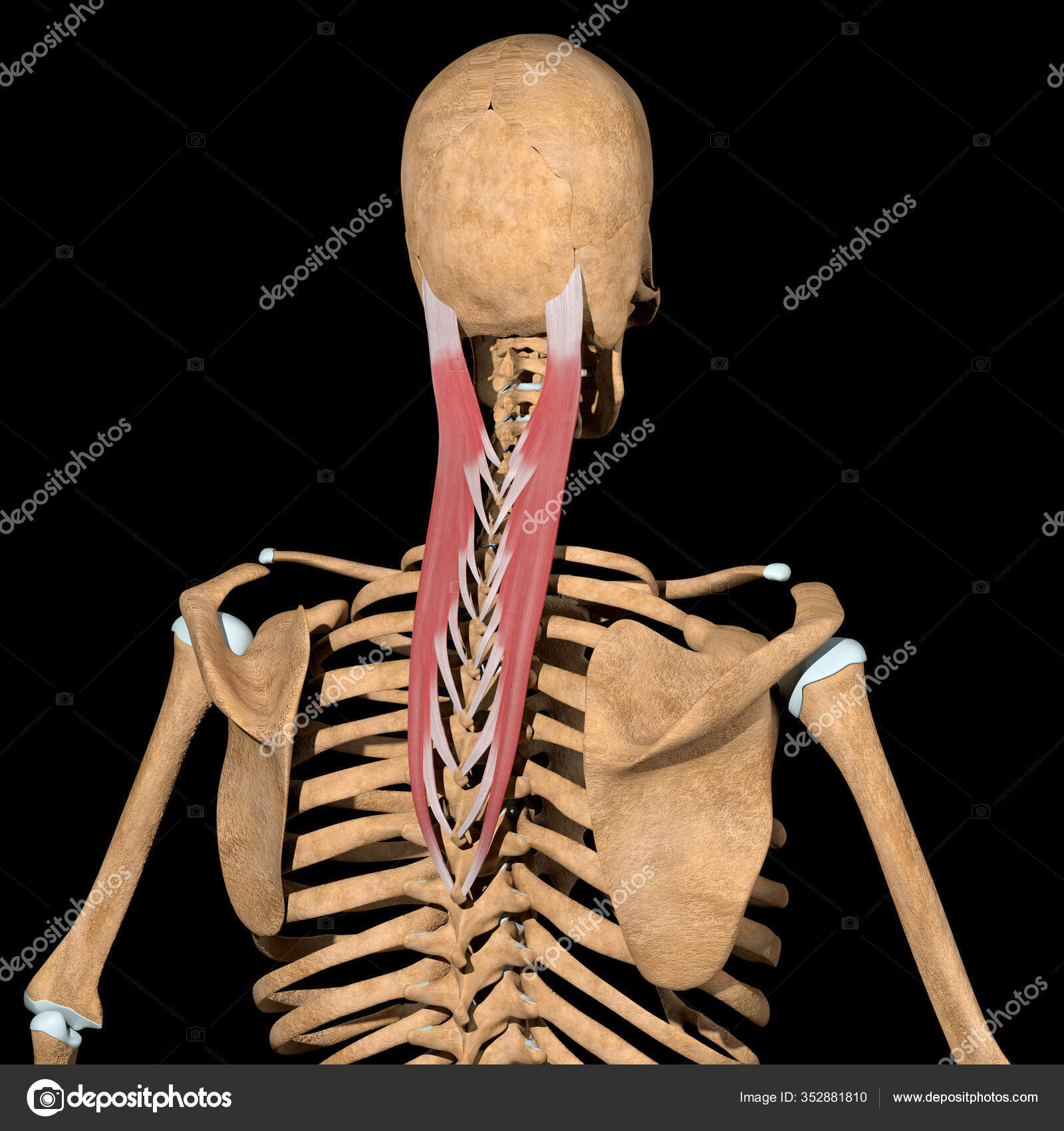 Esta Ilustración Muestra Los Músculos Capitis Esplénica Esqueleto ...
