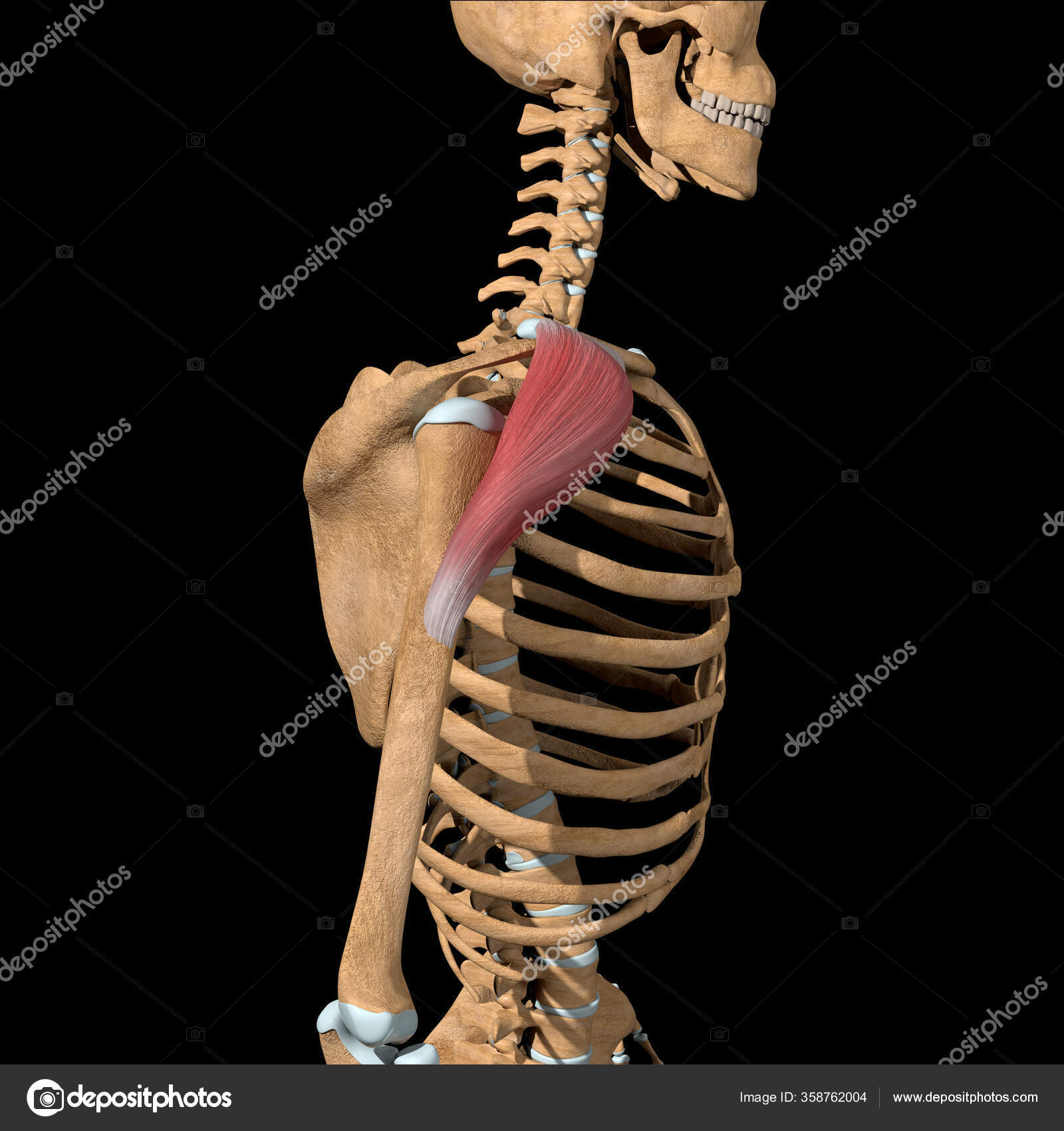 Muscular Shoulder Side View