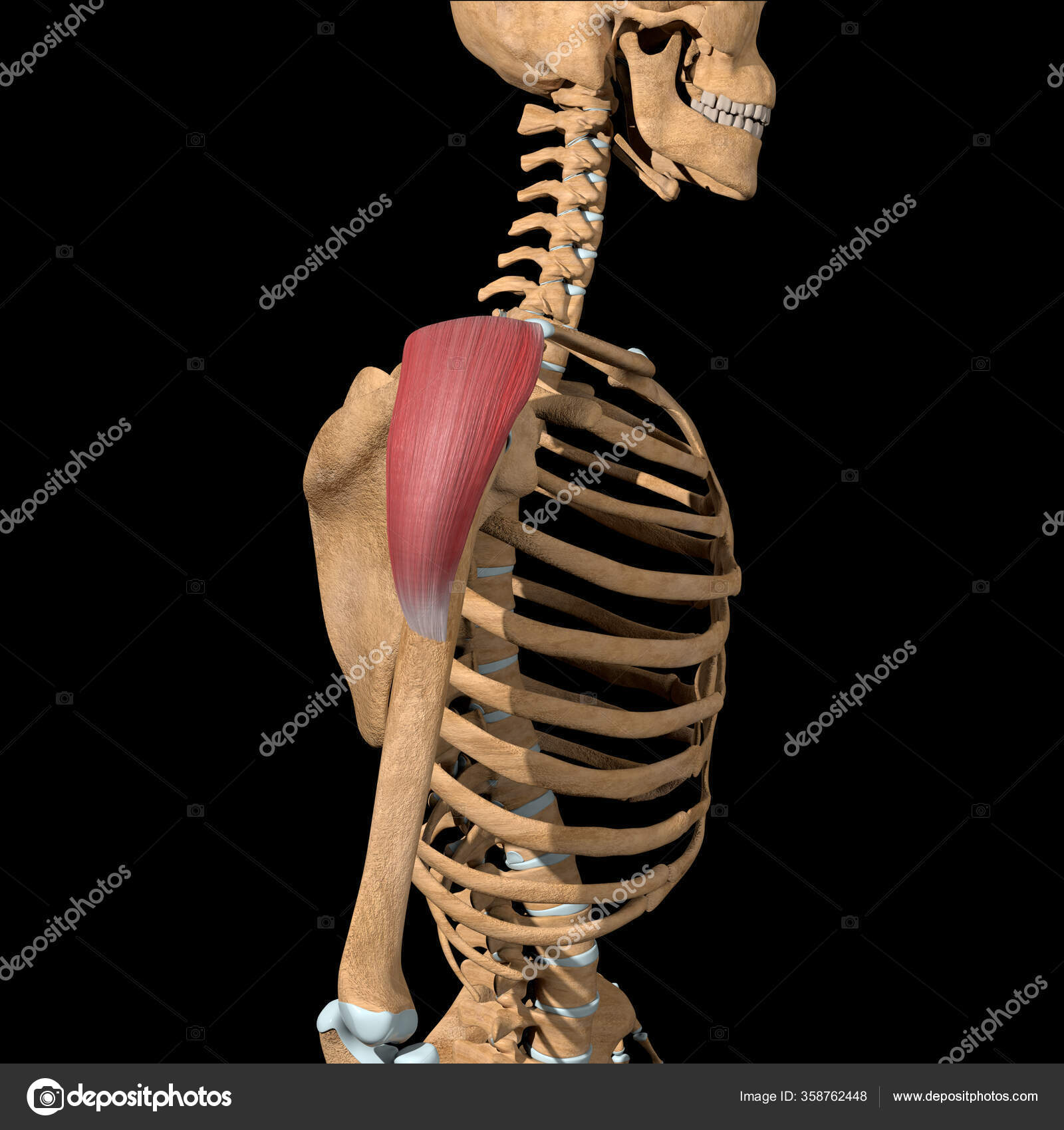 Shoulder Muscle Anatomy Side View