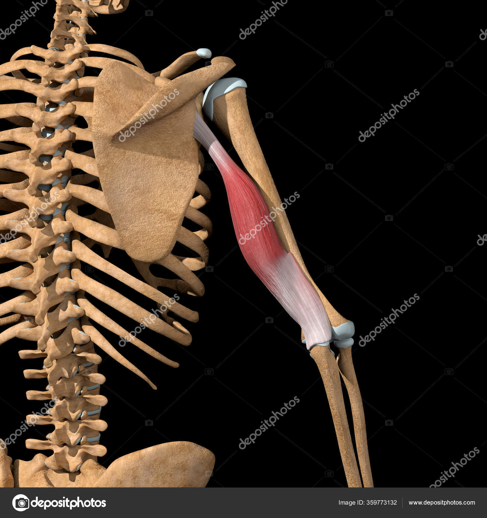 Illustration Shows Long Head Triceps Muscles Skeleton Stock Photo by ...