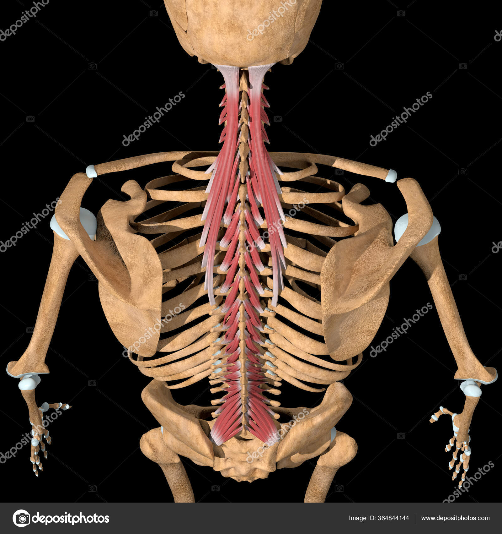 Transversospinalis Semispinalis