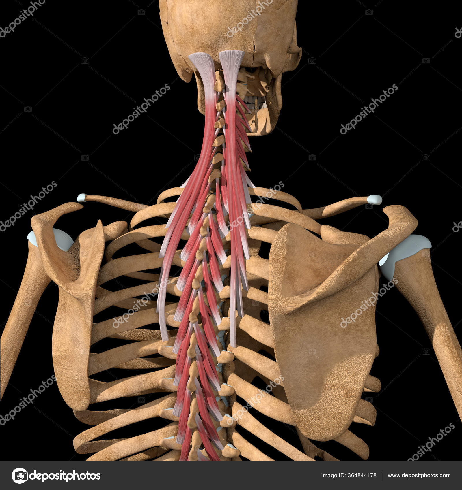 Transversospinalis Multifidus
