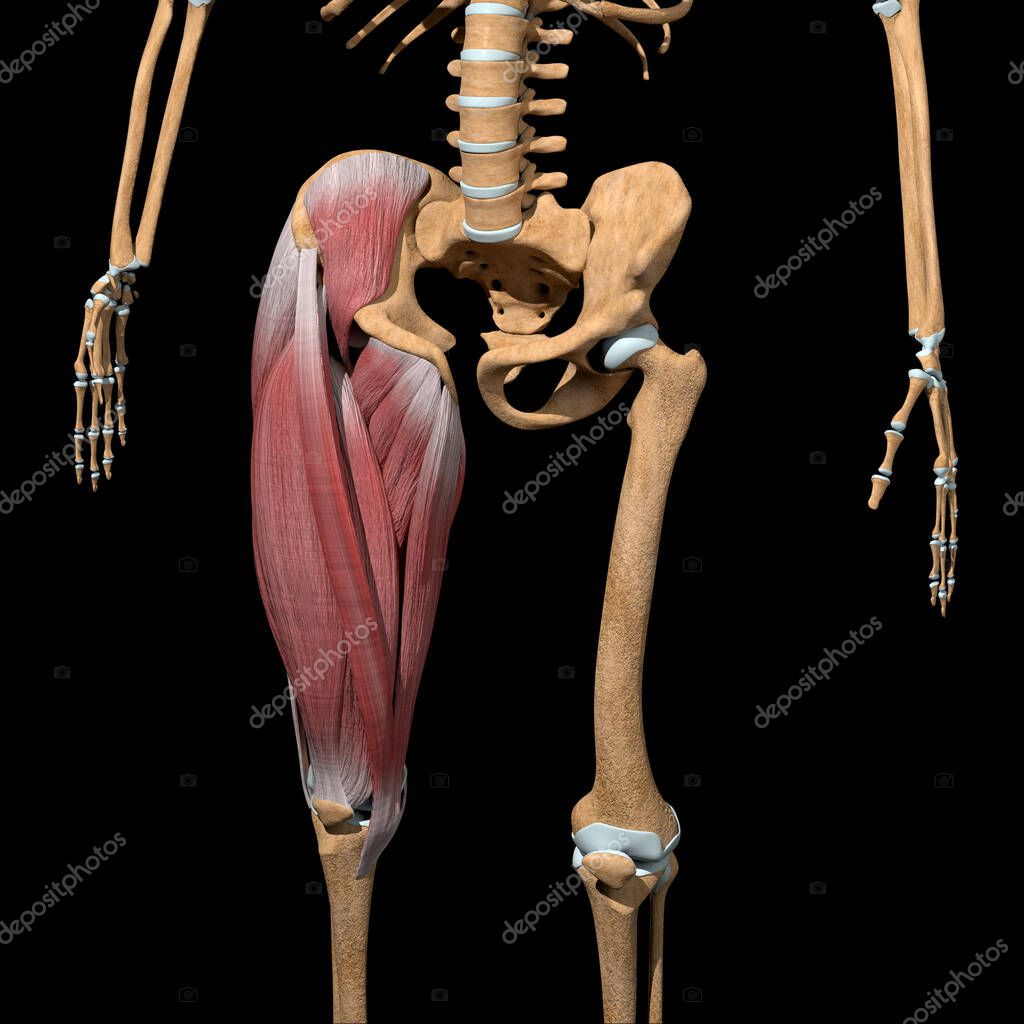 Esta ilustración en 3D muestra el grupo de músculos del muslo en el ...