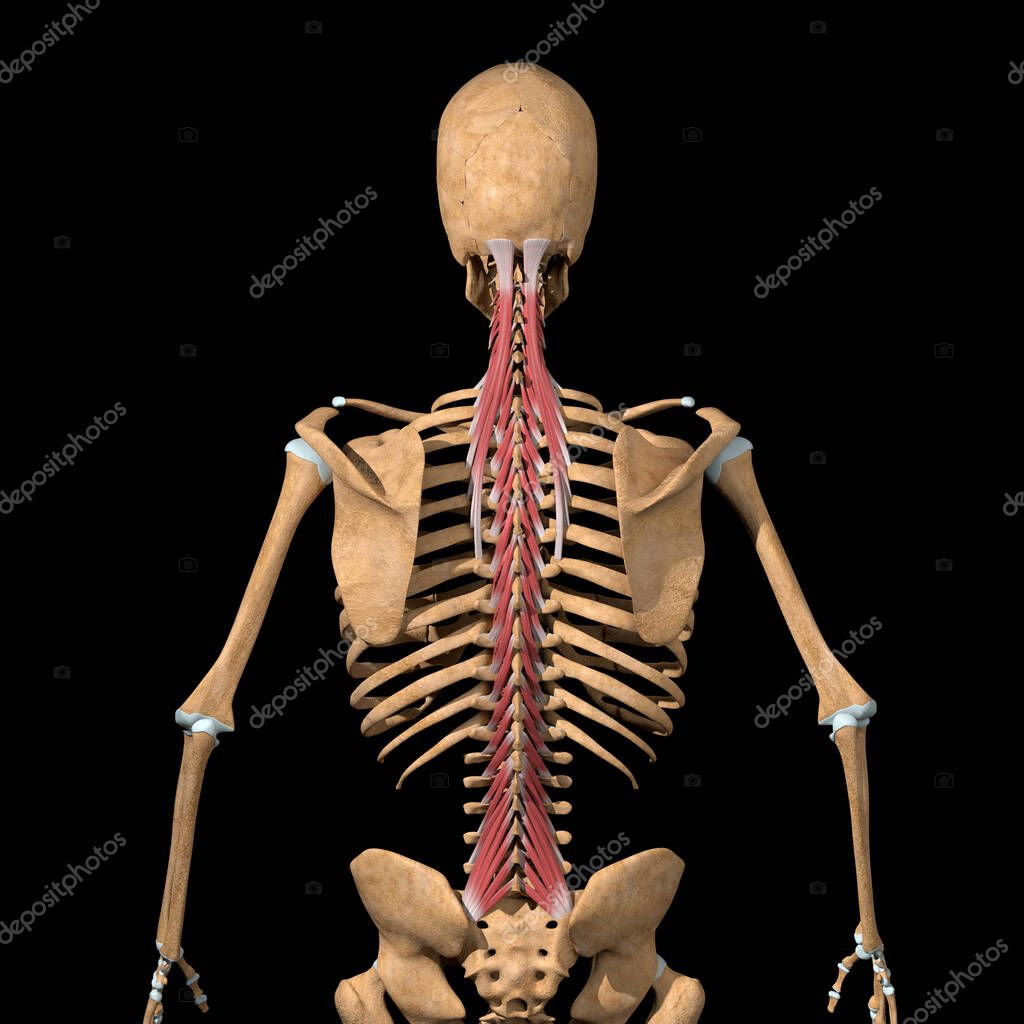 Esta ilustración en 3D muestra la vista posterior completa del grupo de ...