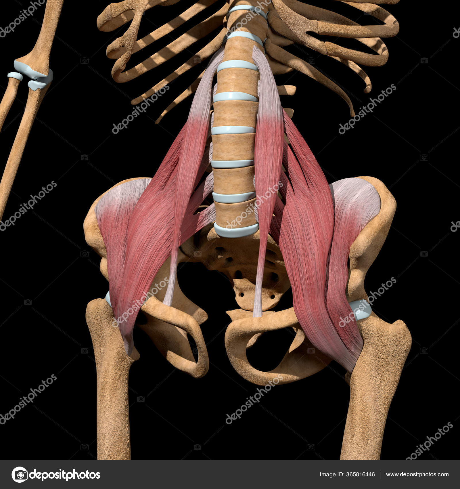 Diagrama Dos Musculos Flexores Do Quadril Músculos Do Quadril: