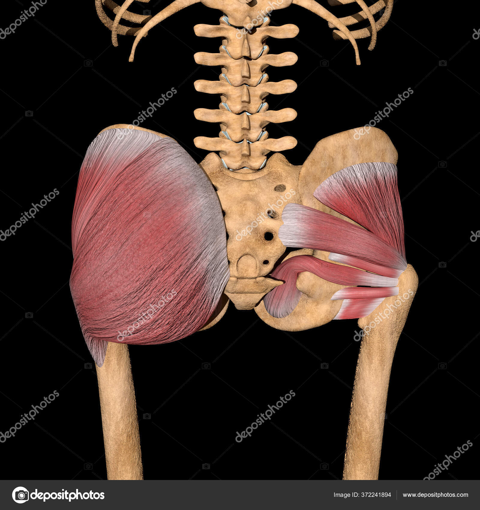 Musculos Da Regiao Glutea - LIBRAIN