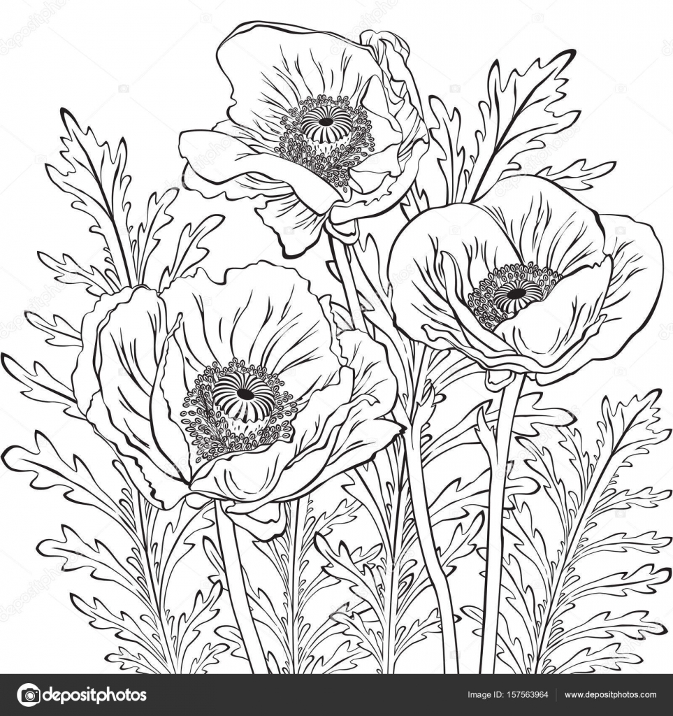 Dibujo de flores de amapola vector, gráfico vectorial © iraflown2 ...