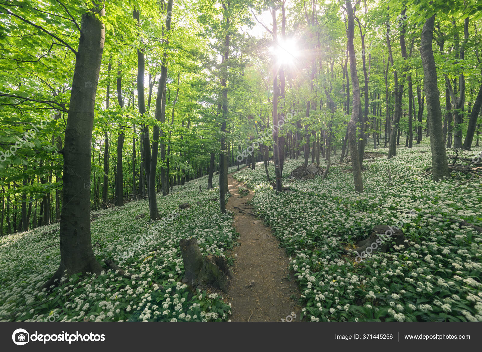 Fairytale Path Hiking Trail Leads Spring Forest Blooming Bear Garlic ...