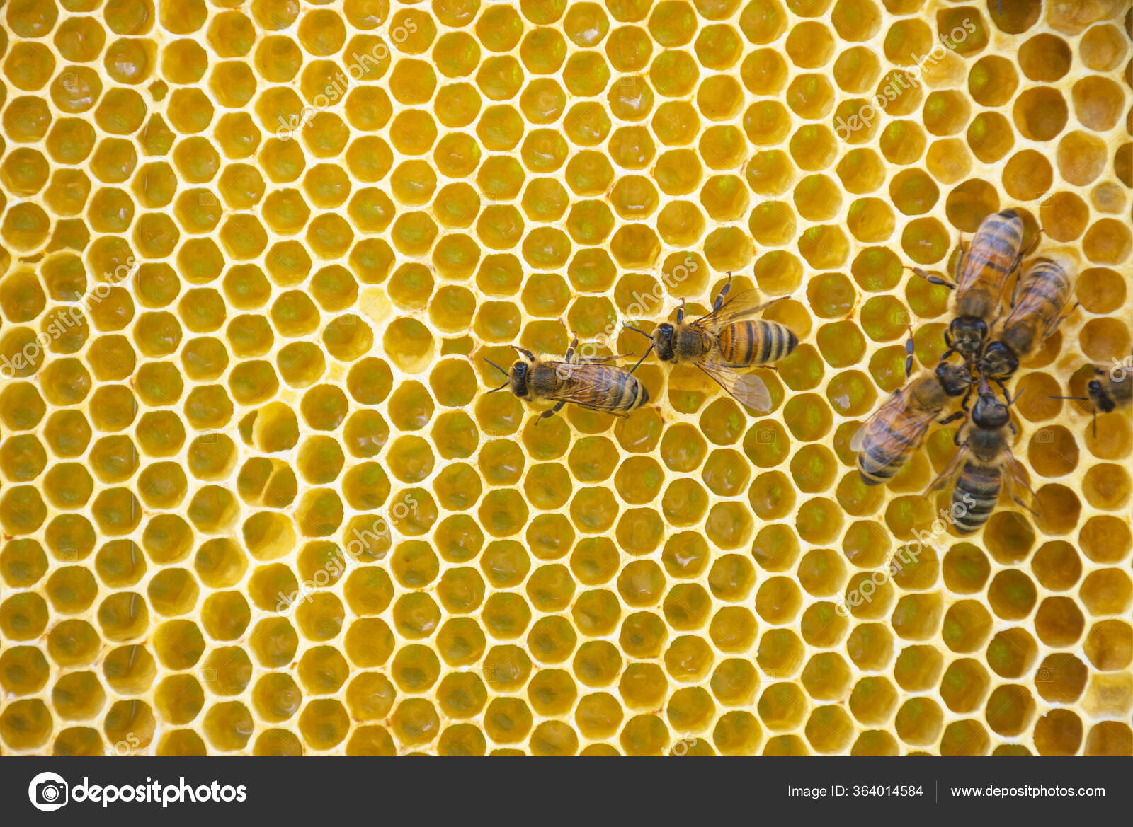 Close Bees Honeycomb Beehive Selective Focus — Stock Photo © Aron_M ...