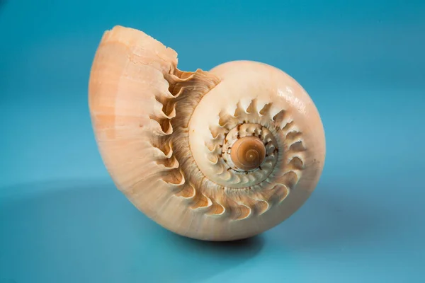 Spiral shell Stock Photos, Royalty Free Spiral shell Images | Depositphotos