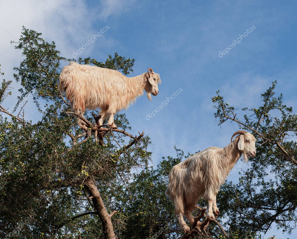 Cabras subidas a un rbol de arg n para comer semillas 2024