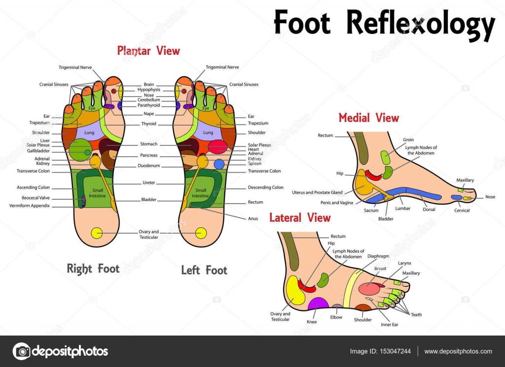 Reflexology Foot Chart ⬇ Vector Image By © Pablofdezr1984 Vector Stock 153047244