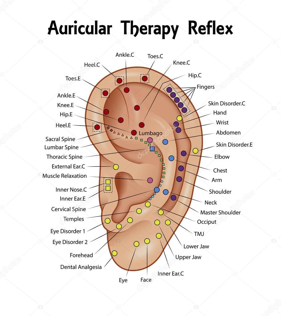 Gráfico de reflexo de auriculoterapia — Vetores de Stock ...
