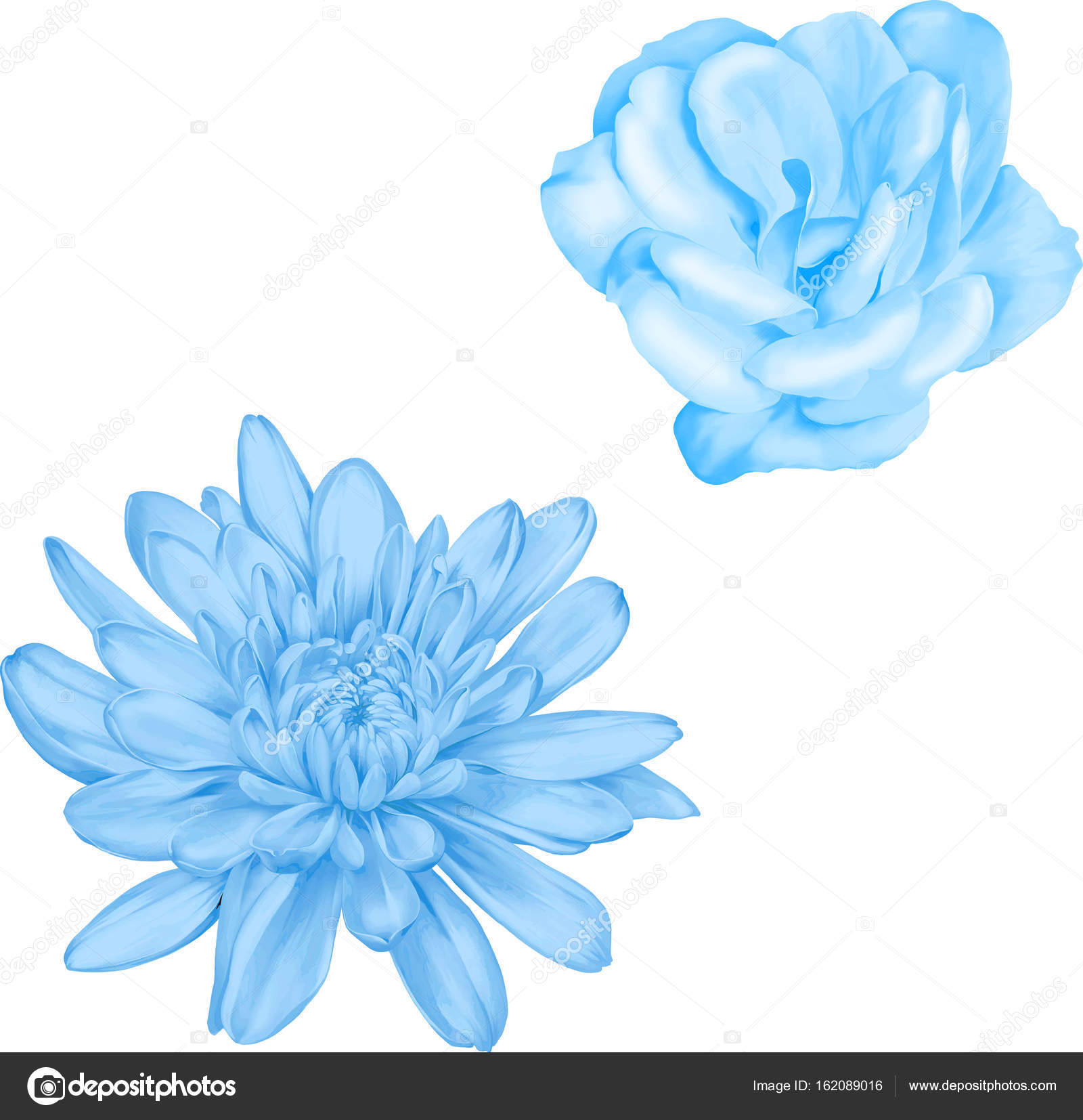 Blue Camellia Flower