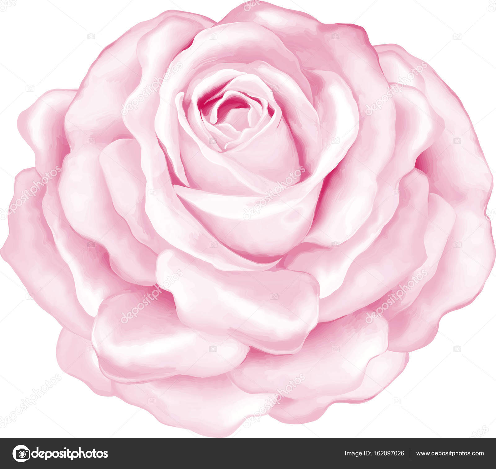Beautiful Light Pink Rose Flower Images | Best Flower Site