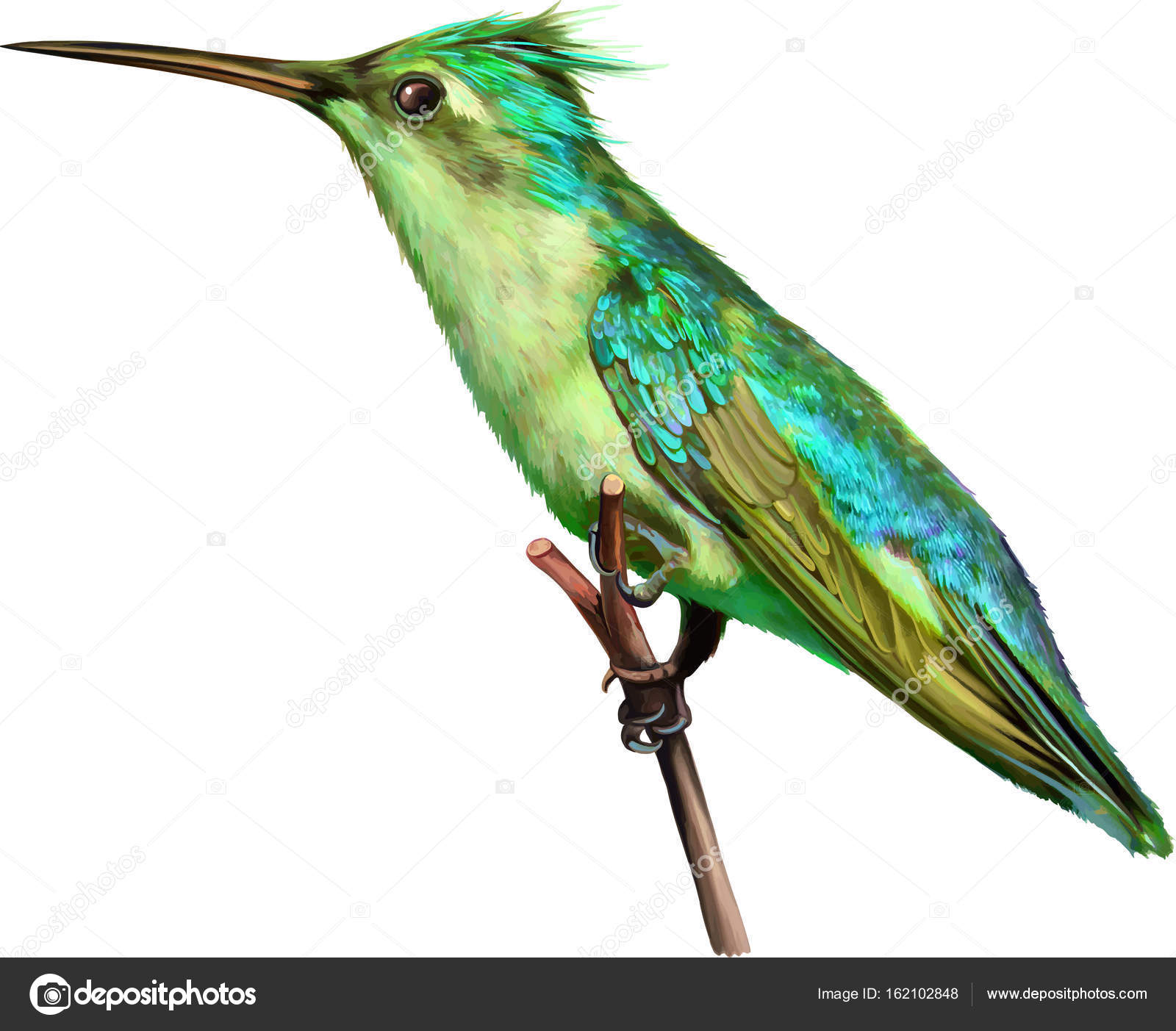 Hummingbird sits on a perch — Stock Photo © artnature #162102848