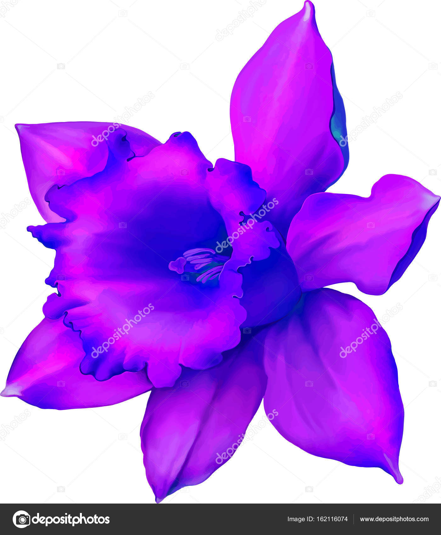 Purple Daffodil Flower