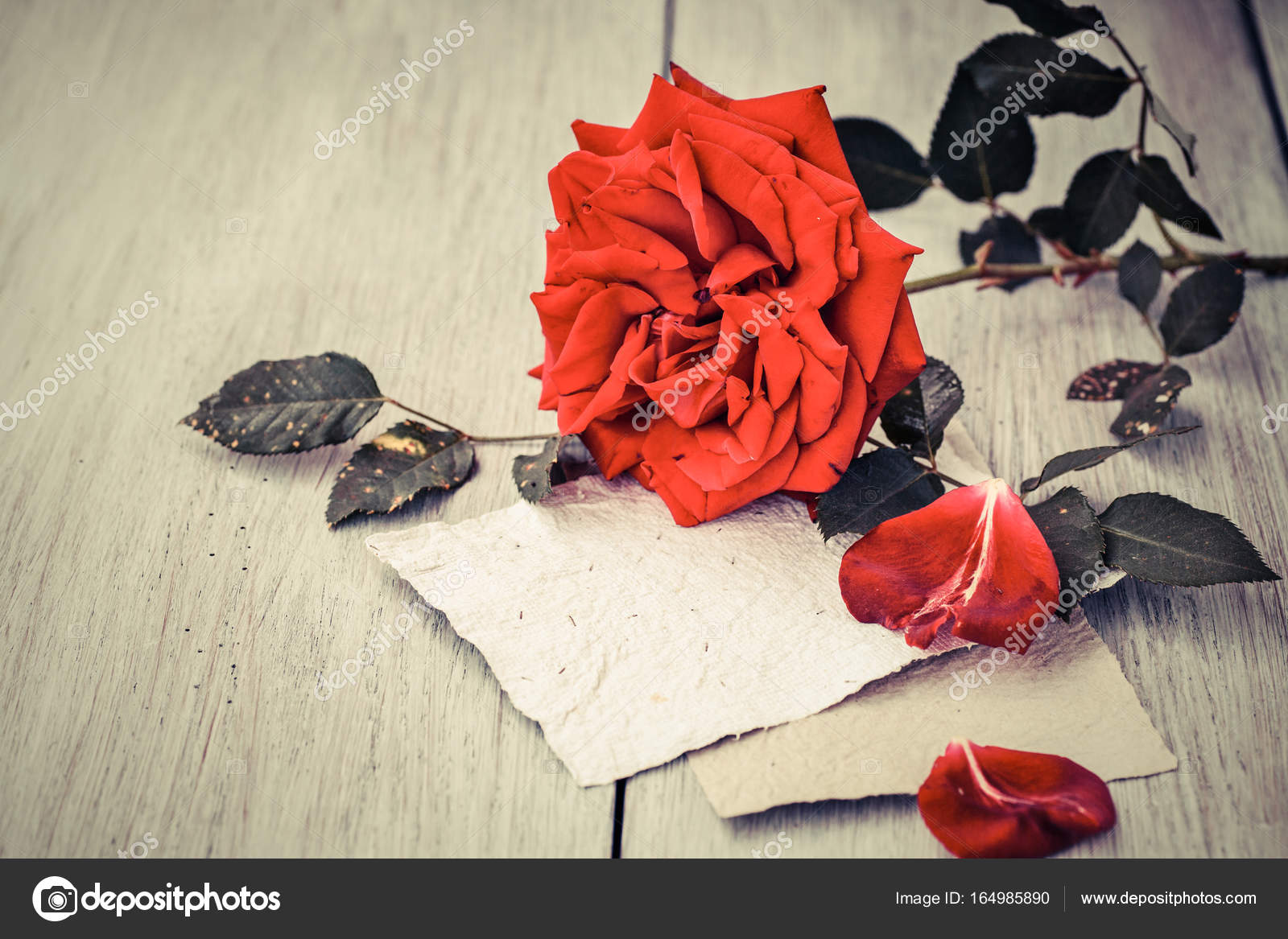 Romantic rose and letter Stock Photo by ©artnature 164985890