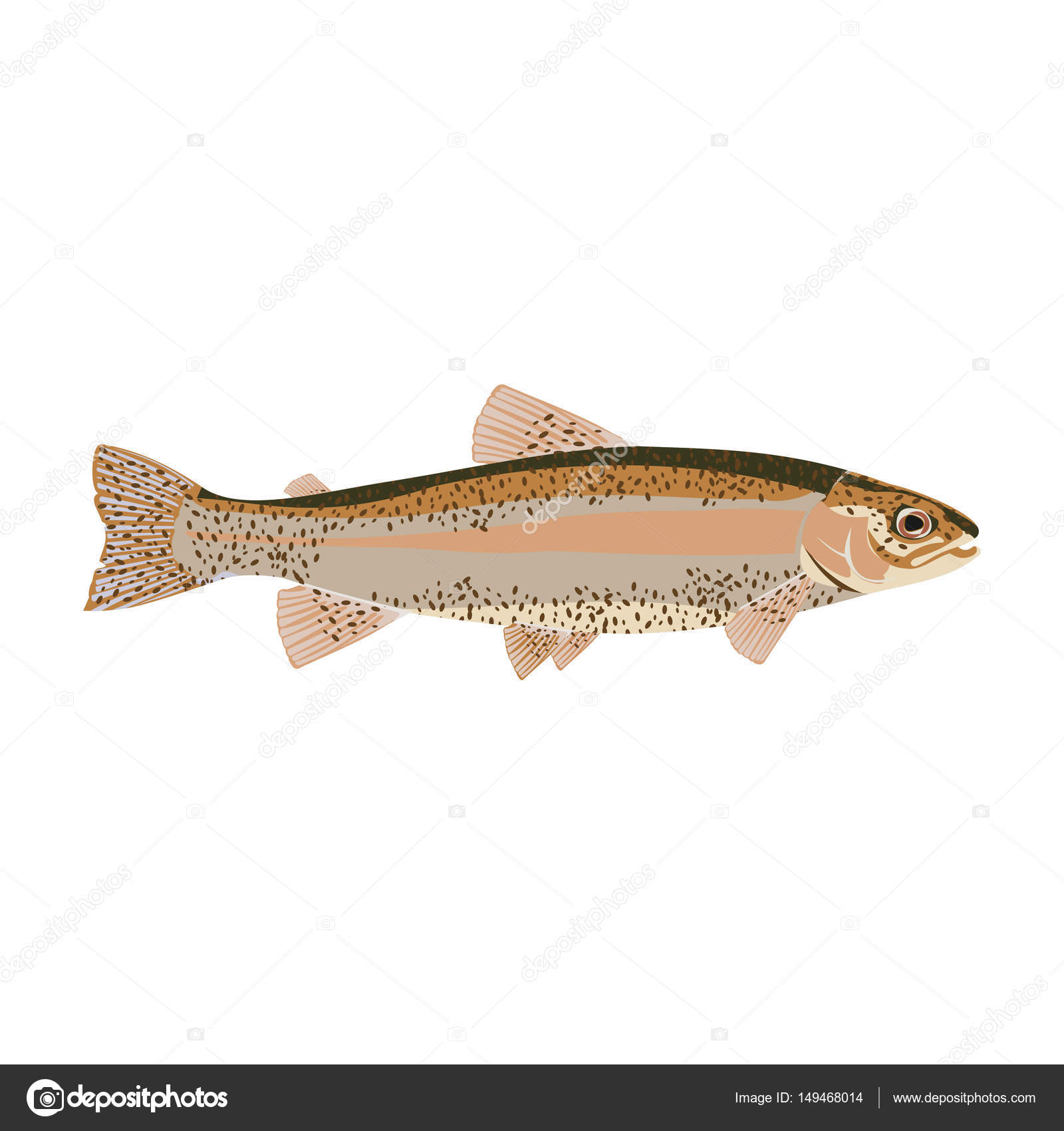 Natural flat trout Stock Vector by ©kira2517 149468014