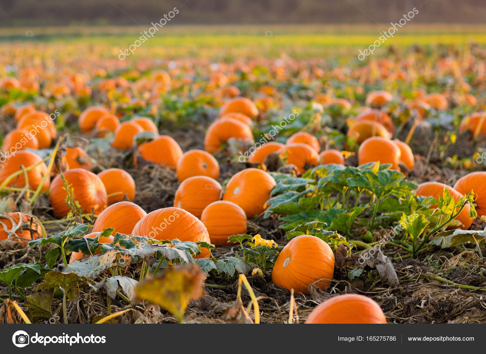 Pumpkin Field Wallpaper
